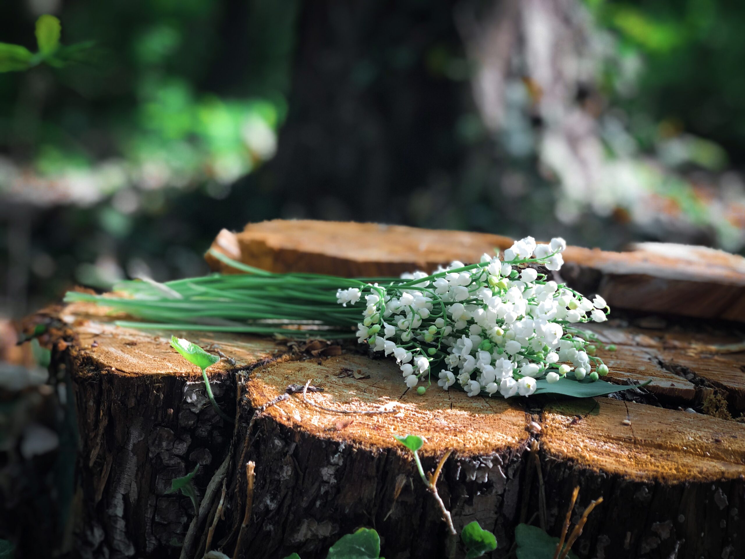 How To Have A Green Funeral: A Step-By-Step Guide | Blog